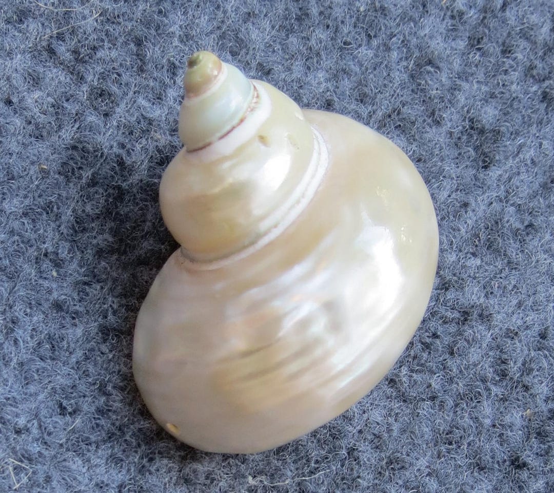 Polished Conch Shell , Hermit Crab Shell, Pearl Polished Turbo Shell ...