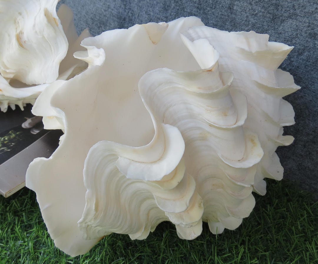 Pair of Tridacna Clam Shells Natural Large Seashell, Beautiful Vintage ...