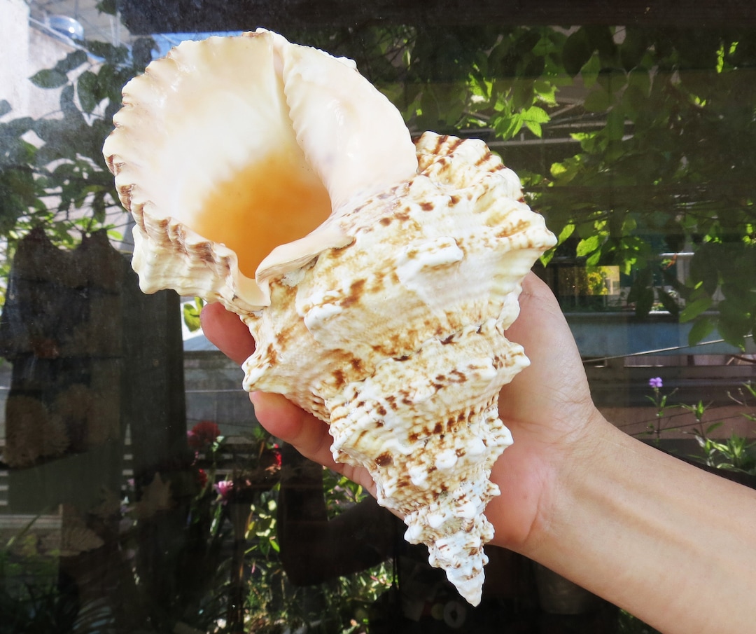 Large Natural Sea Shell, Tutufa Bubo Seashell, Lovely Big Sea Shell for ...
