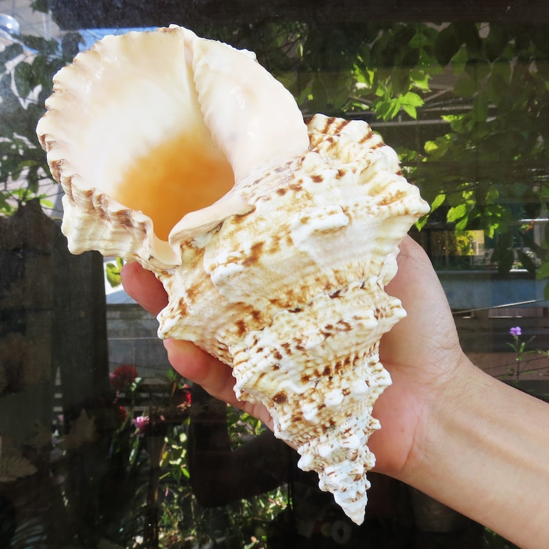 Natural Sea Shells - Etsy