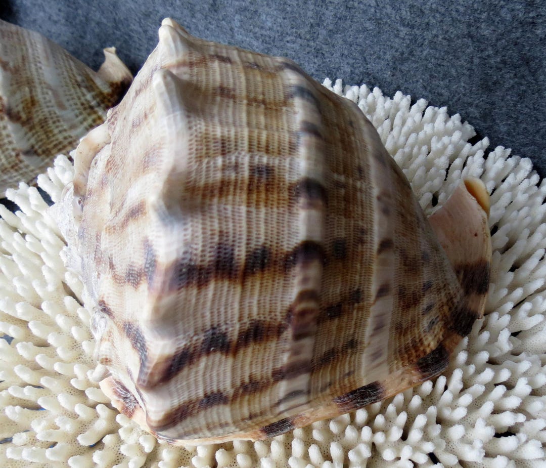 Helmet Shell, Big Shell Cassis Cornuta, Lovely Big Sea Shell for Home ...