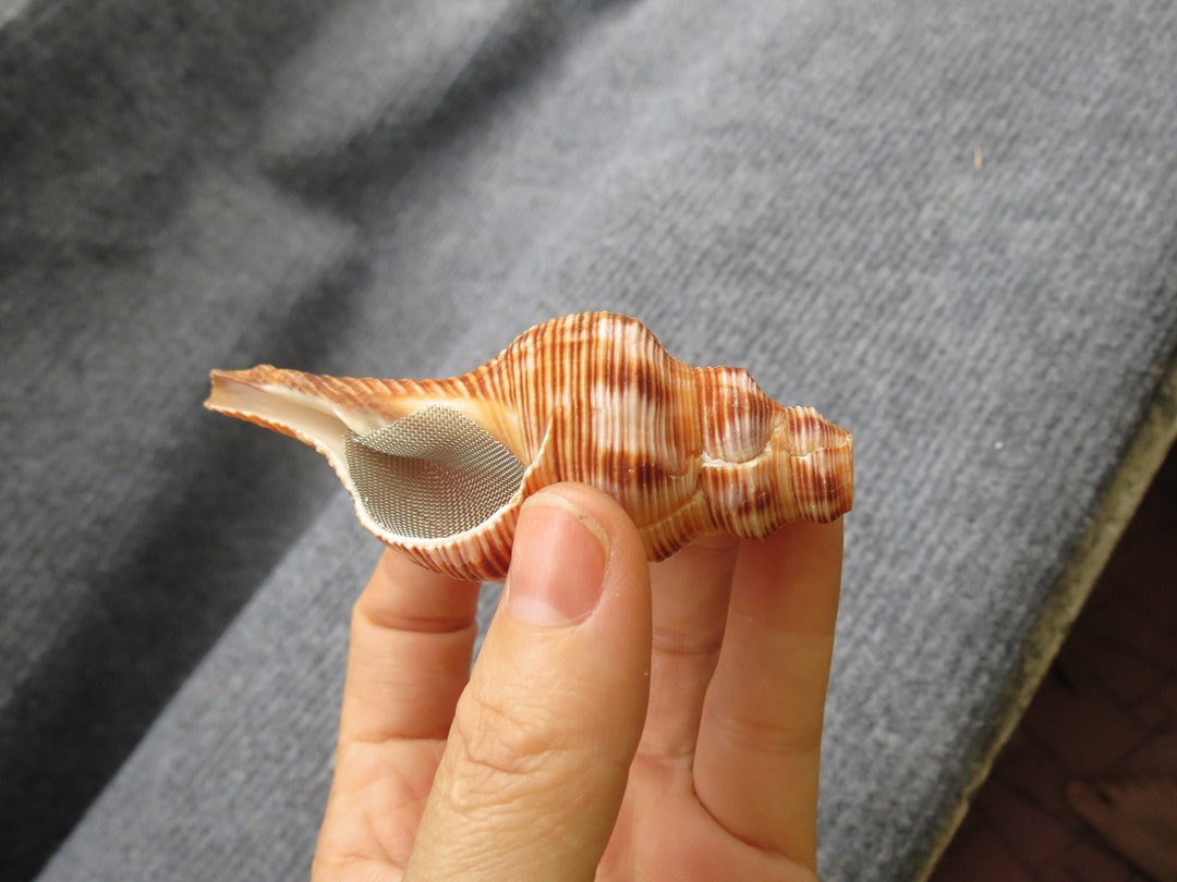 Snail-shell Pipe, Red-brown Snail-shell Pipe - Etsy