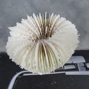 Real White Coral is Very Beautiful, Natural Coral Flower Shape, Very ...
