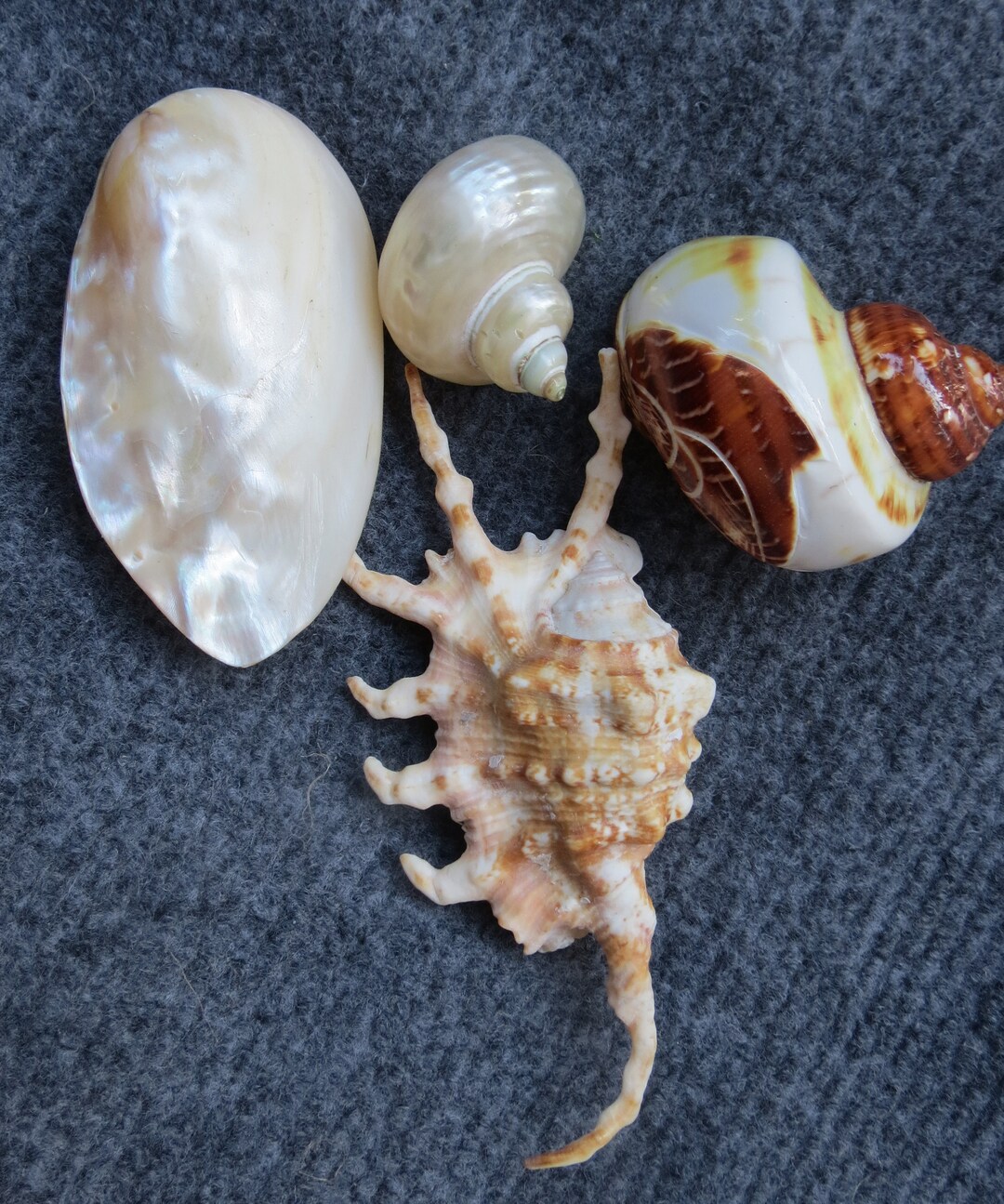 Combo of 4 Conch Shells Golden Mussels, Carved Conch Shells, Polished ...