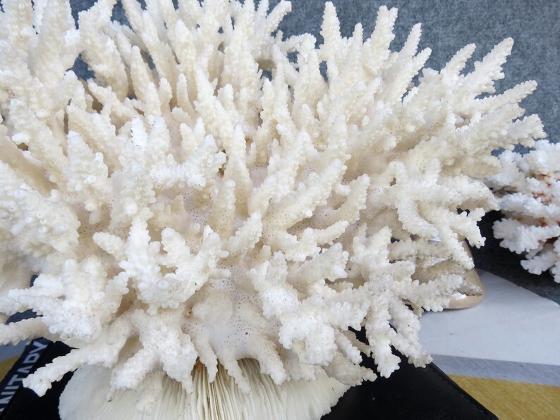 11.8" Natural Unique Shaped White Coral Has A Base of White Mushroom ...