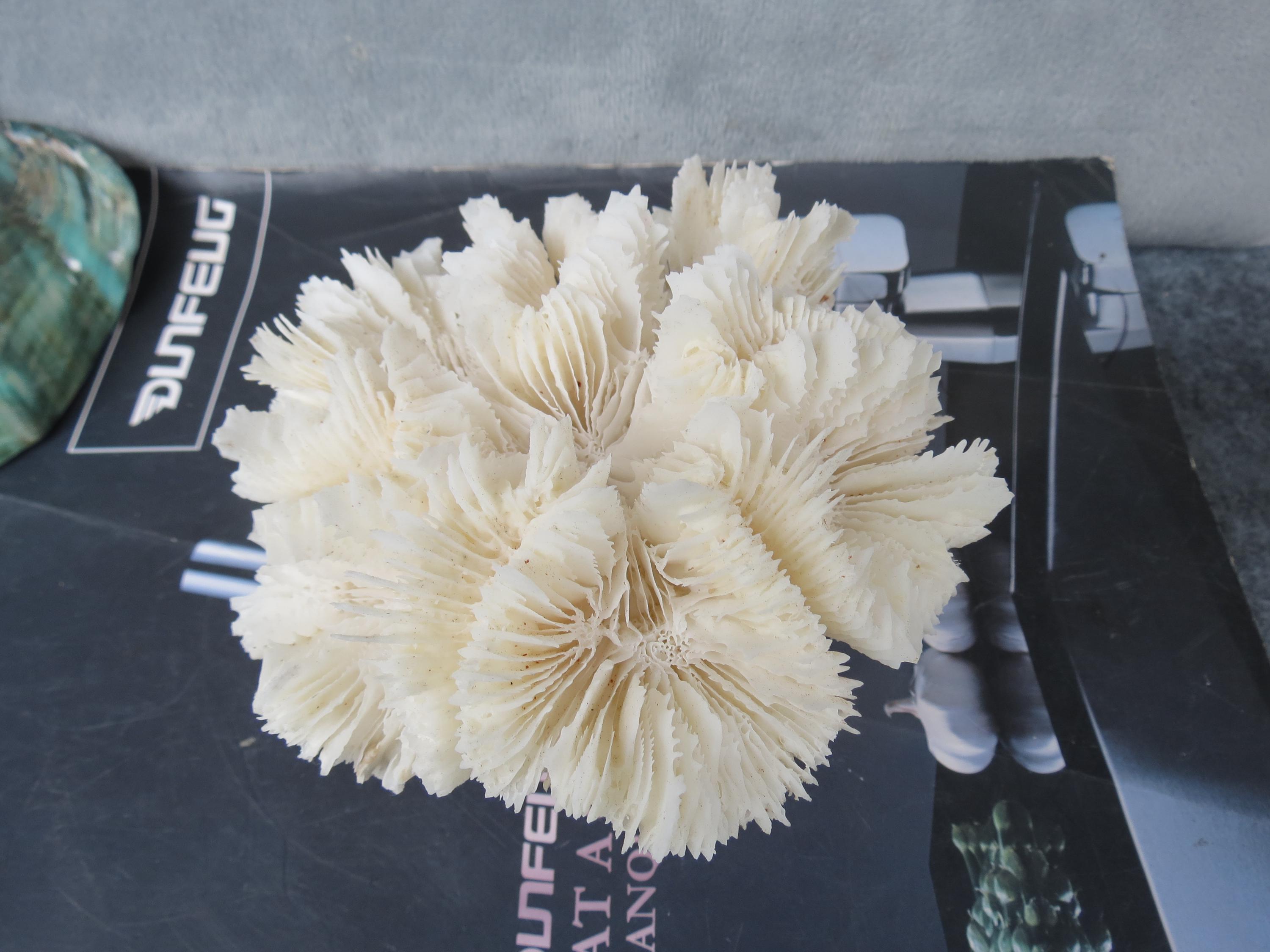 Real White Coral Decor, Coral With Crystal Base, Beautiful Natural ...
