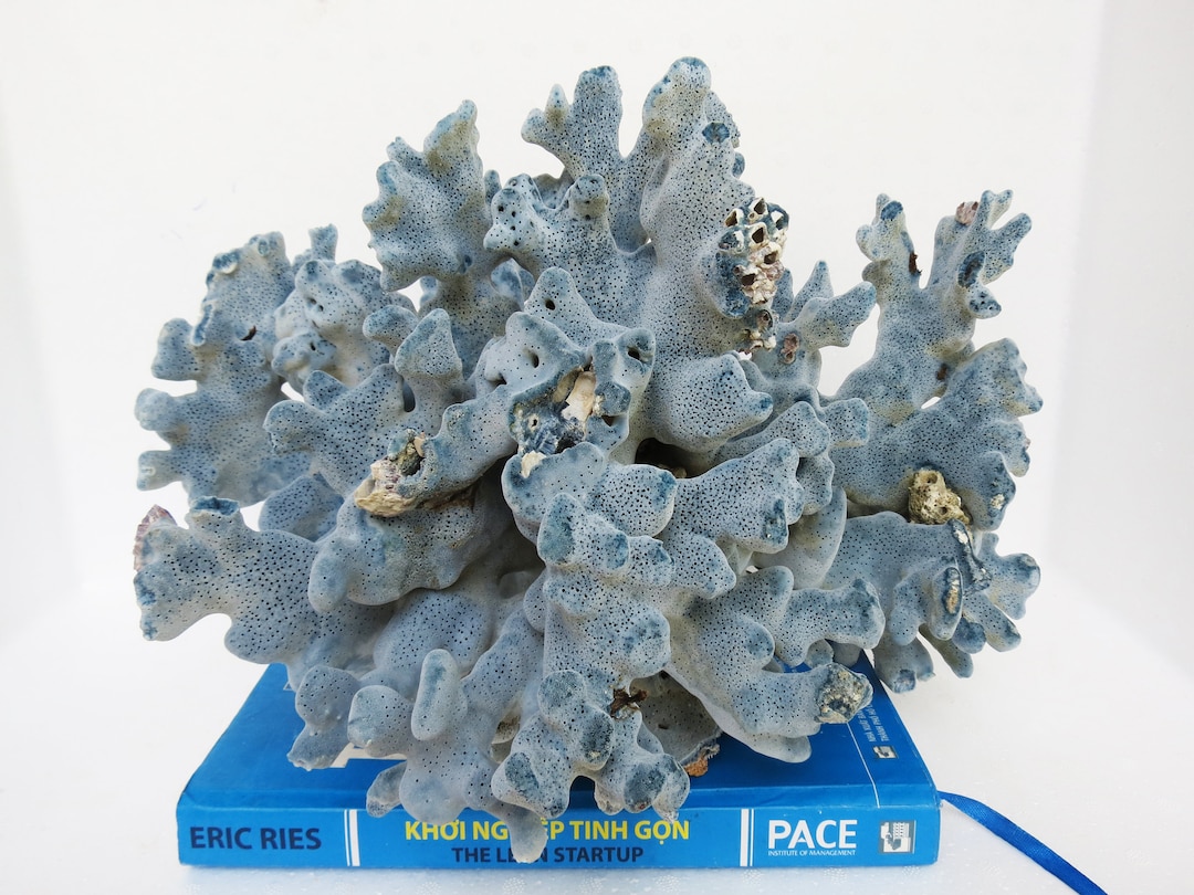 Large Real Blue Coral 36cm, Weight 4400g, Natural Blue Coral Tree ...