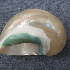 Large Conch Shell, Beautiful Large Shells, Home Decoration Snail Shells ...