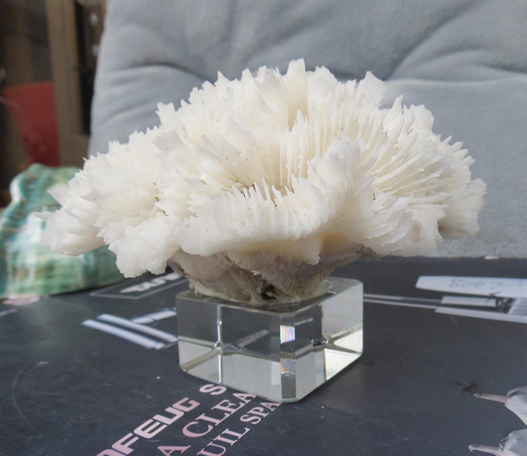 Real White Coral Decor, Coral With Crystal Base, Beautiful Natural ...