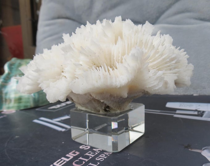 Real White Coral Decor, Coral With Crystal Base, Beautiful Natural ...