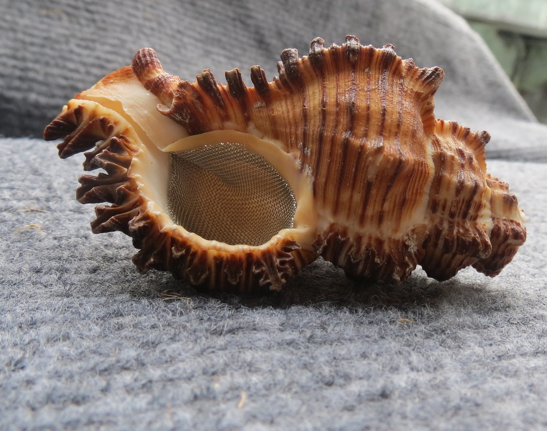 Conch Shell Pipe, Shell Pipe, Special Pipe - Etsy