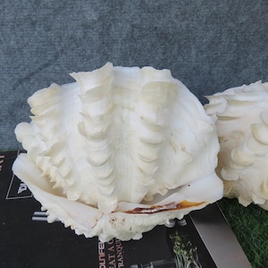 Pair of Tridacna Clam Shells Natural Large Seashell, Beautiful Vintage ...