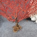 Red Coral Branch 13,7x6,7x4 Inches | Natural Coral | Real Coral | Coral ...