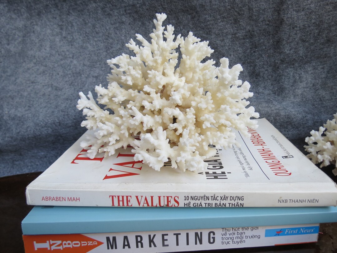 Real Coral, Beautiful Natural Coral, Marine Coral, Aquarium, Decorative ...