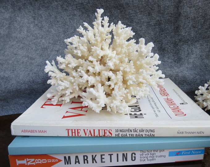 Real Coral, Beautiful Natural Coral, Marine Coral, Aquarium, Decorative ...