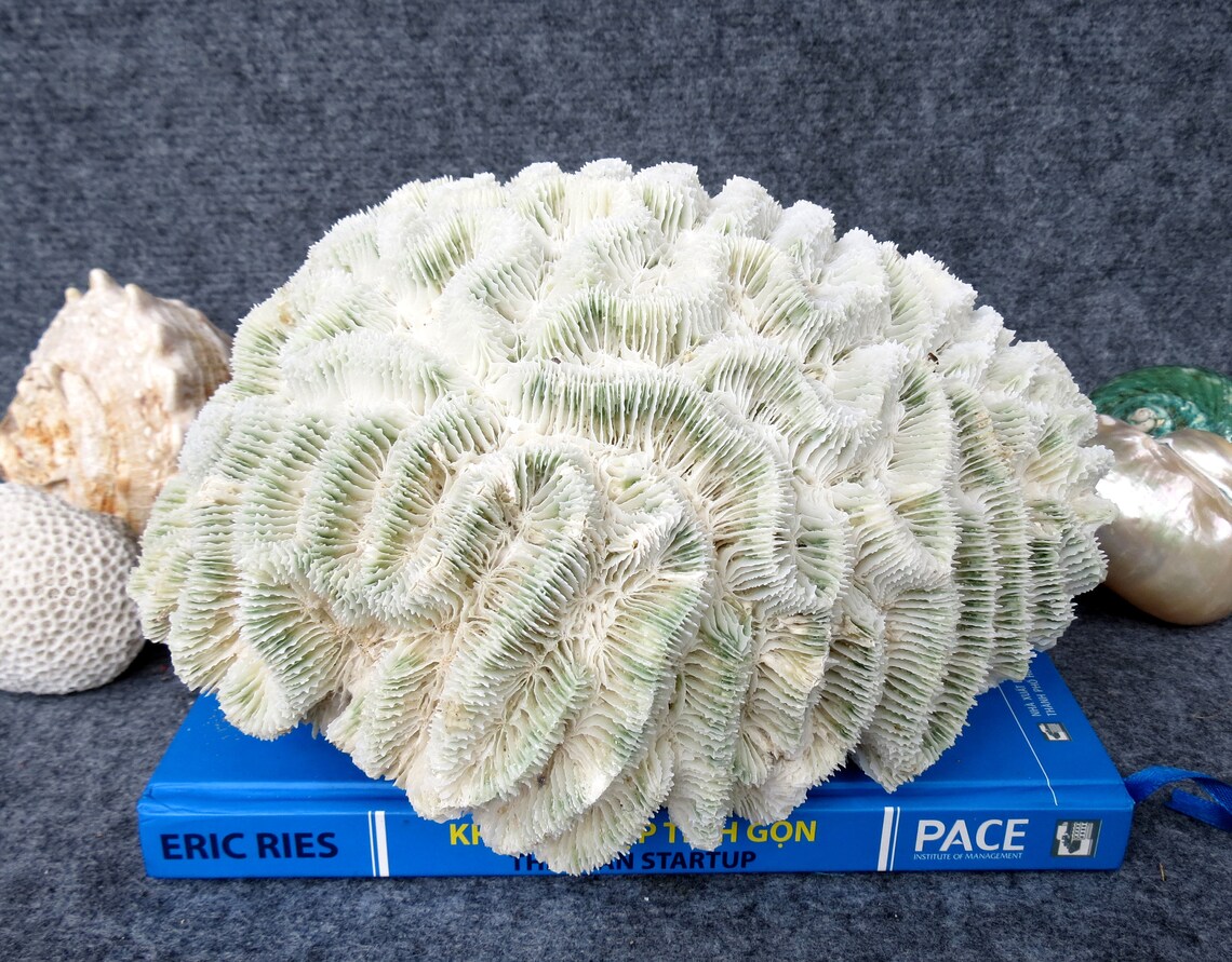 Super Big Coral 3kg, Beautiful Shape, Natural Color, Unique Corals ...