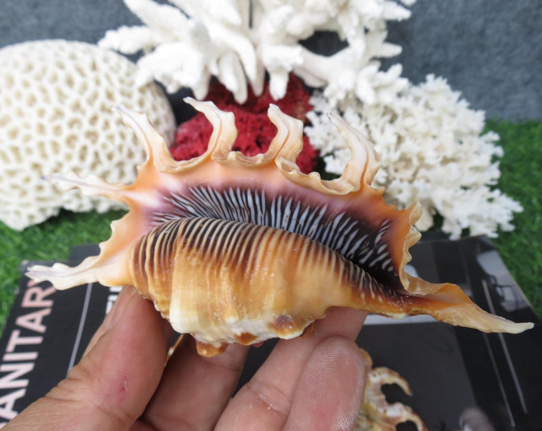 Dinosaur Shell, Beautiful Spider Shell, Chiragra Spider Shell, Lovely ...