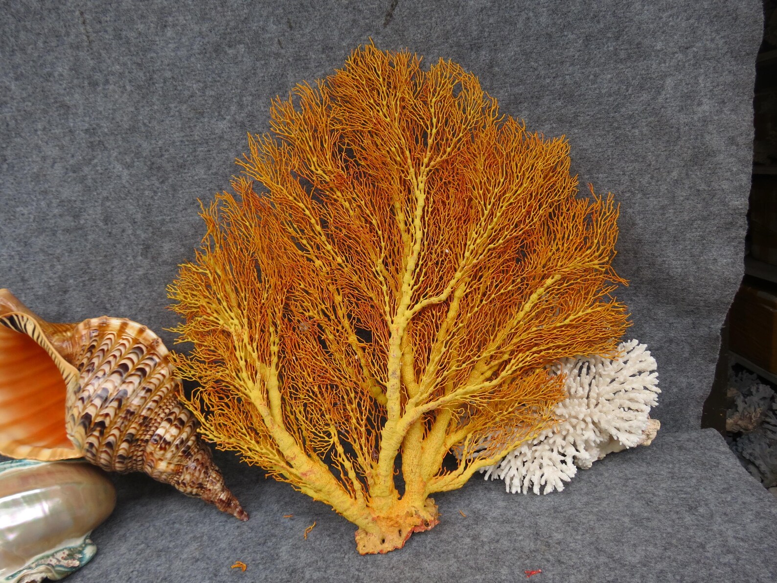 Real Red Coral for Home Decoration, Red Coral Tree, Beautiful Red Coral ...