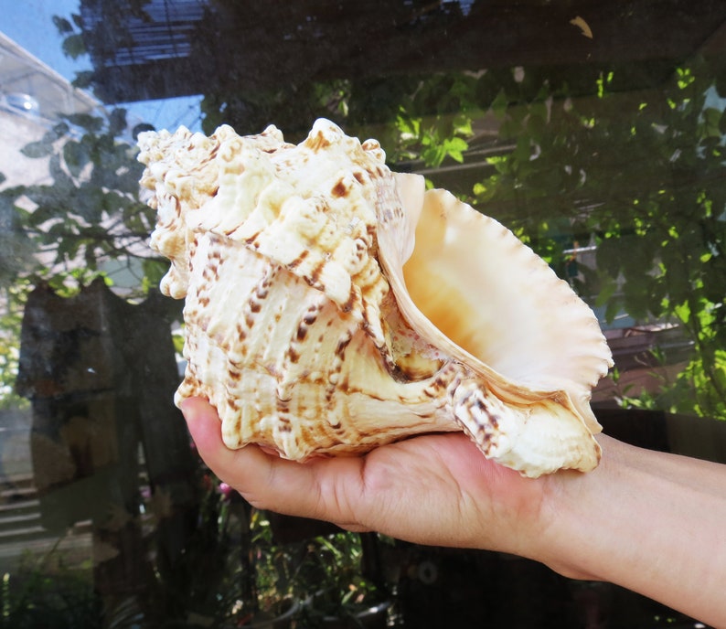 Large Natural Sea Shell, Tutufa Bubo Seashell, Lovely Big Sea Shell for ...