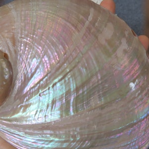 Large 12-15cm Abalone Shell, Beautiful Color Abalone. White Abalone ...
