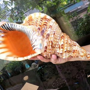 Large Natural Sea Shell Size 40 Cm, Trumpet Triton Seashell , Lovely ...