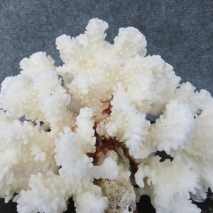 Natural White Coral Tree, Aquarium Decoration, Coral Reef Decor, Blue ...