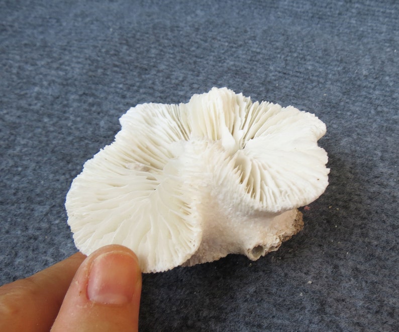 Real Coral Beautiful Natural Coral Marine Coral Aquarium - Etsy