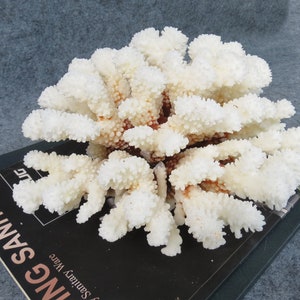Real Coral 27cm, Natural White Coral Tree, Aquarium Decoration, Coral ...