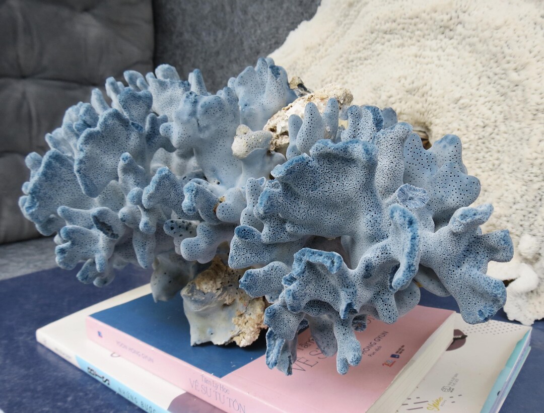 Blue Coral 11.8" is Very Beautiful, Large Natural Coral, Real Coral ...