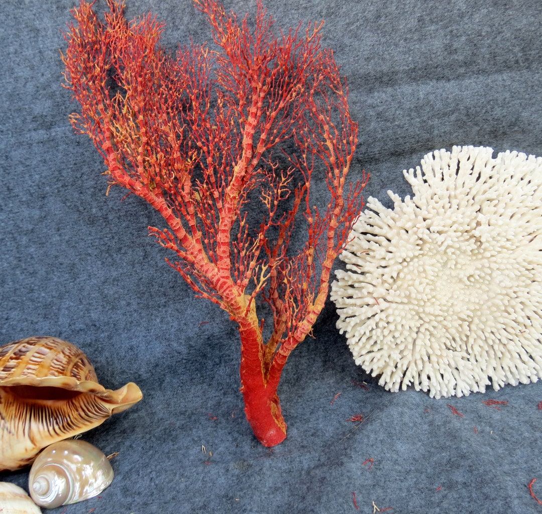Real Red Coral Decor, Red Coral Reef Has a Special Shape Beautiful ...