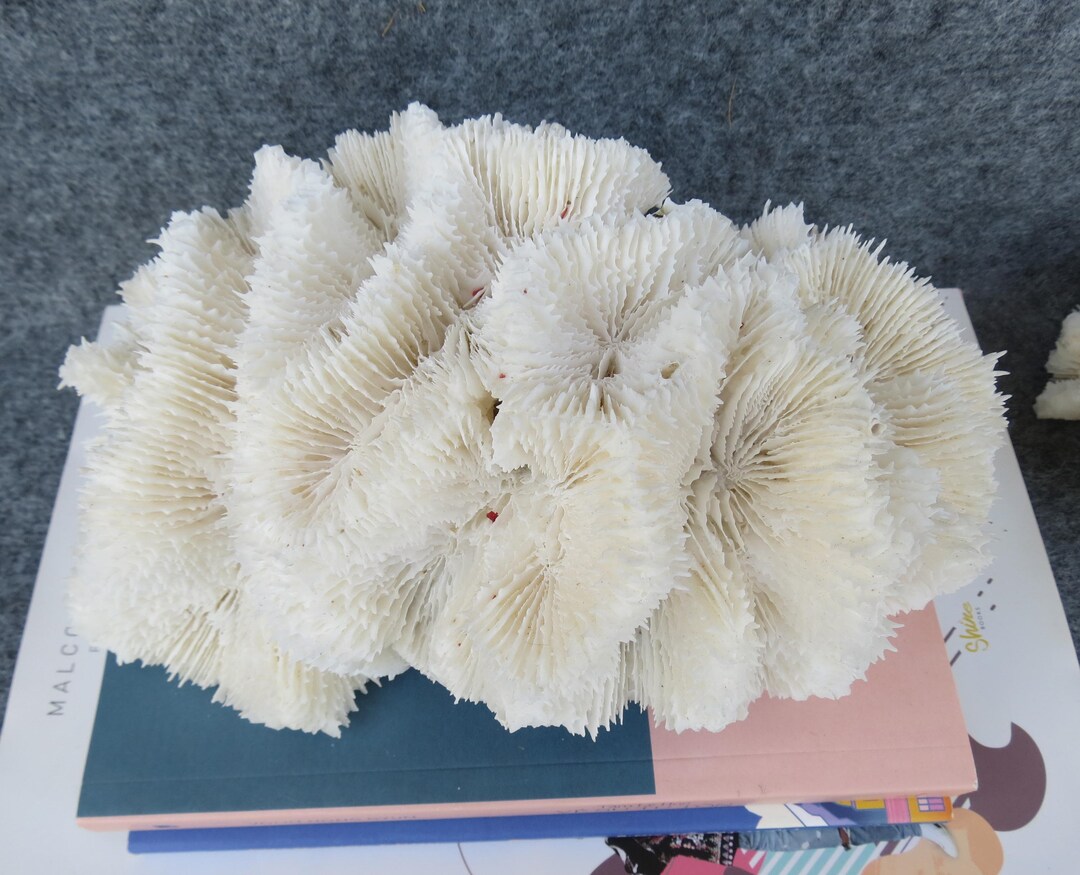 Brain Coral is Very Beautiful, Large Natural Coral,real Coral Very ...