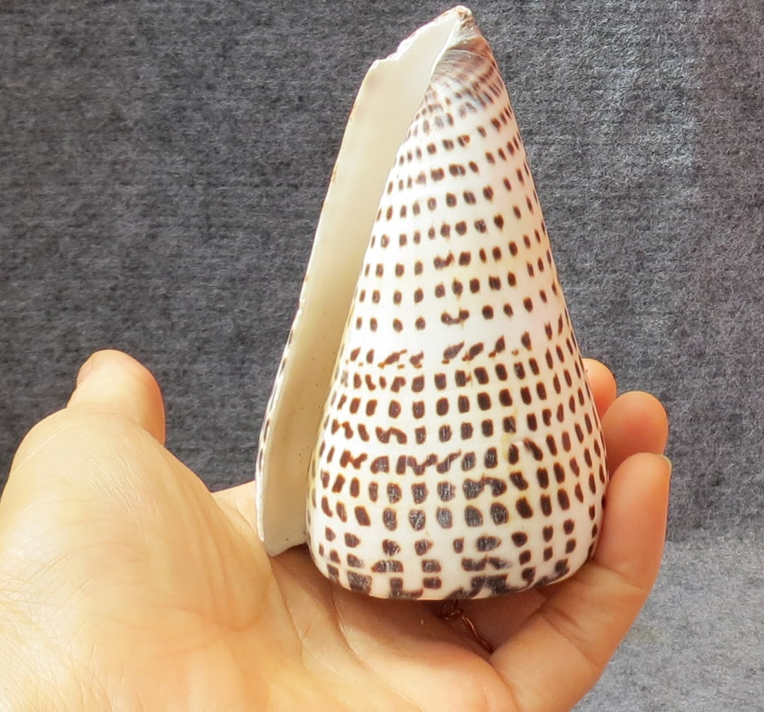 Conus Litteratus Sea Shell 8-10cm Hight, Large Mortar Shell ...