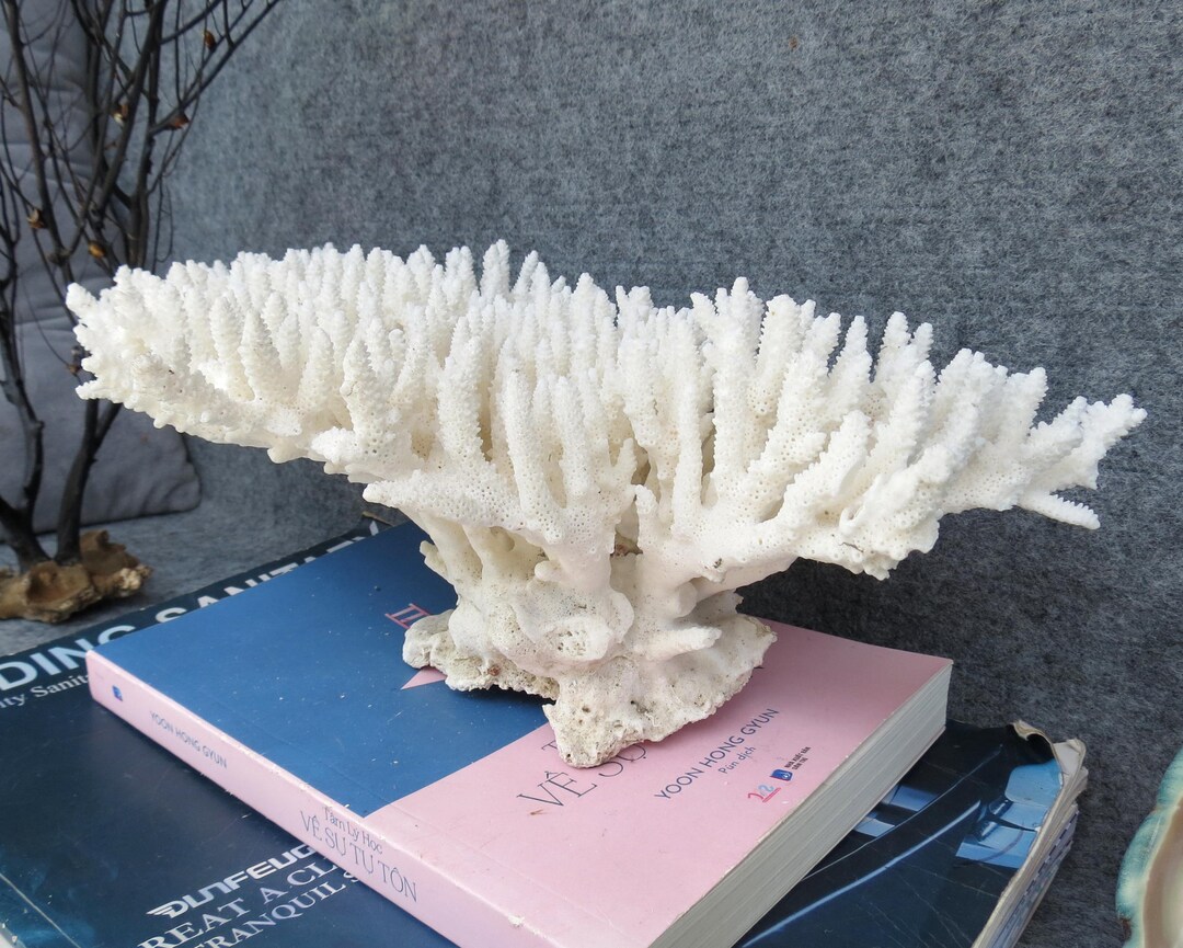 White Coral is Very Beautiful, 12.2 Inch, Natural Coral, Real Coral ...