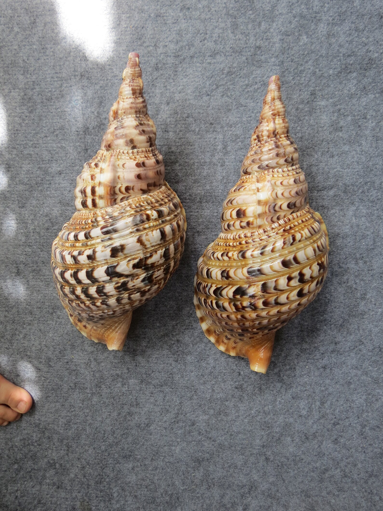 1 Pair of Trumpet Shells ,trumpet Shell, Large Snail Shell, Decorative ...