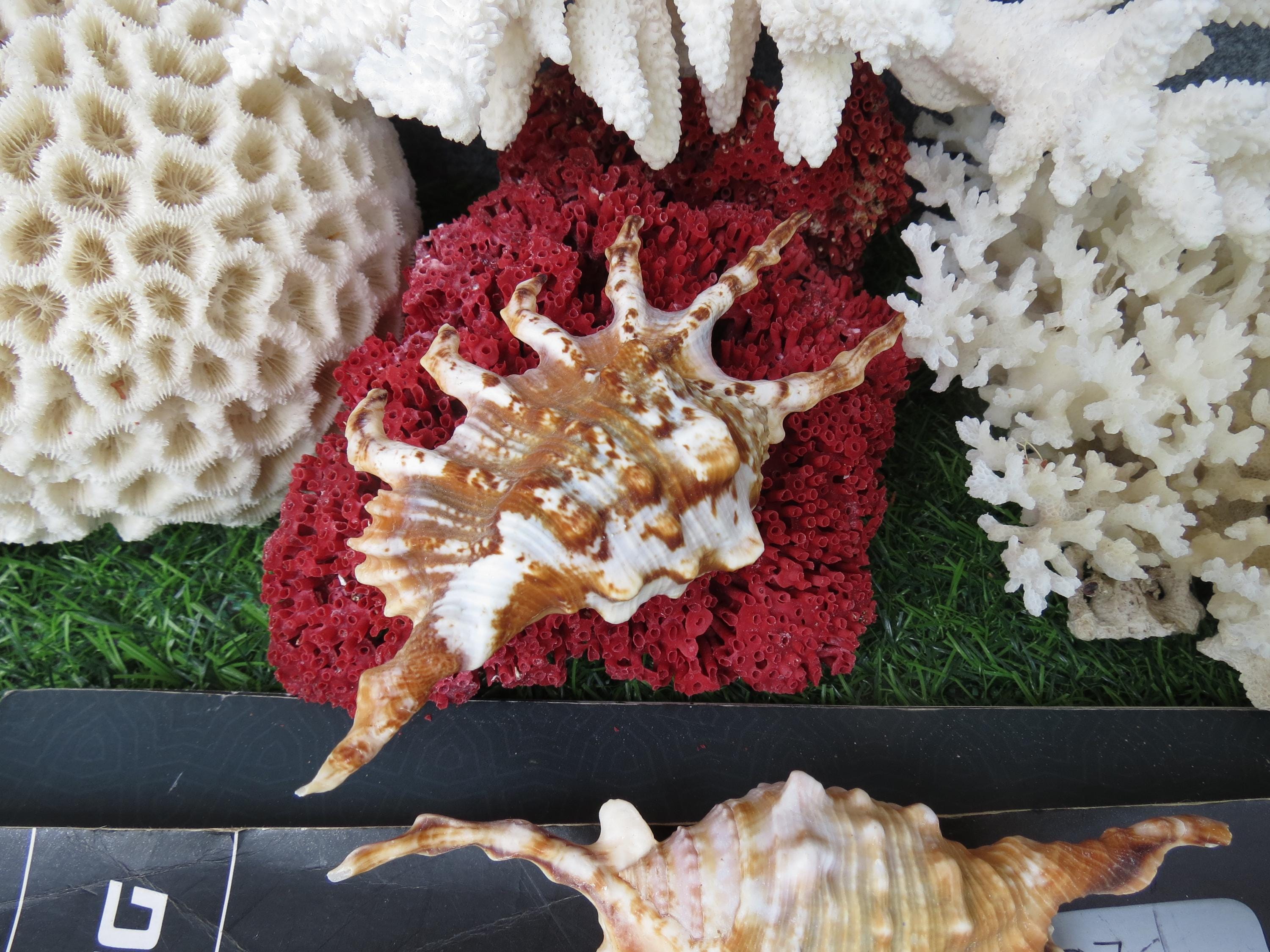 Dinosaur Shell, Beautiful Spider Shell, Chiragra Spider Shell, Lovely ...