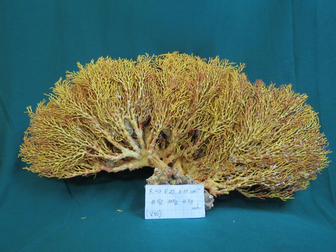 Yellow Fan Coral Coral Branch18.5 Inches | Natural Coral | Real Coral ...