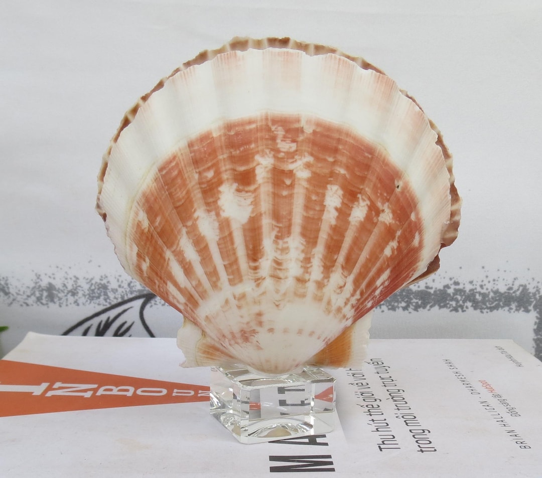 A Pair of Decorative Seashells Mounted on A Luxurious Crystal Base With ...