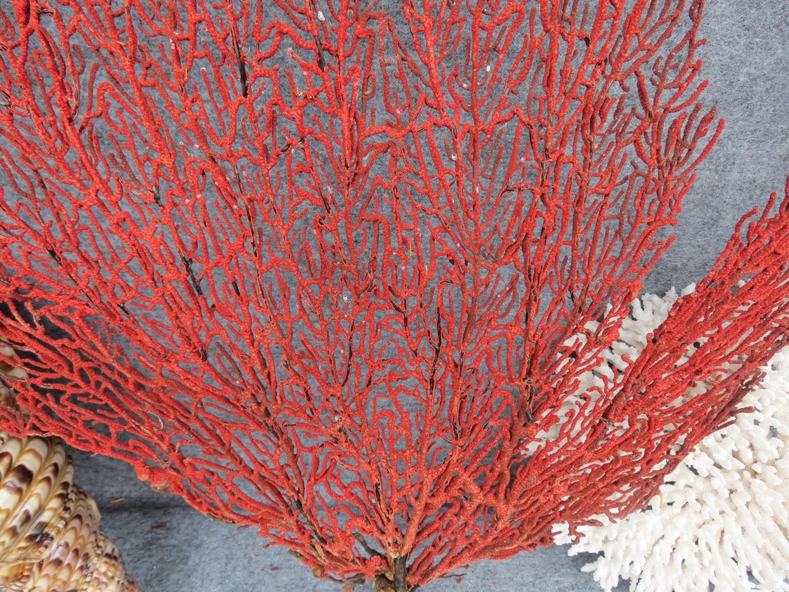 Red Coral Branch 13,7x6,7x4 Inches | Natural Coral | Real Coral | Coral ...