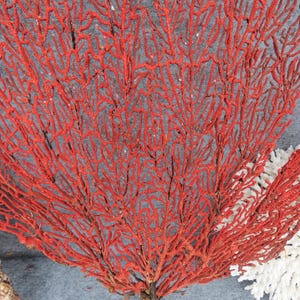 Red Coral Branch 13,7x6,7x4 Inches | Natural Coral | Real Coral | Coral ...