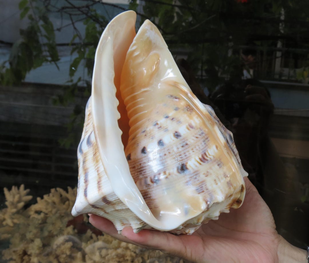 Sea Shell, Helmet Shell, Cowrie Shell, Big Shell Cassis Cornuta, Lovely ...