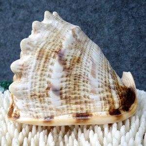 Large Natural Sea Shell, Queen Helmet, Large Helmet Snail, Decor, Ocean ...