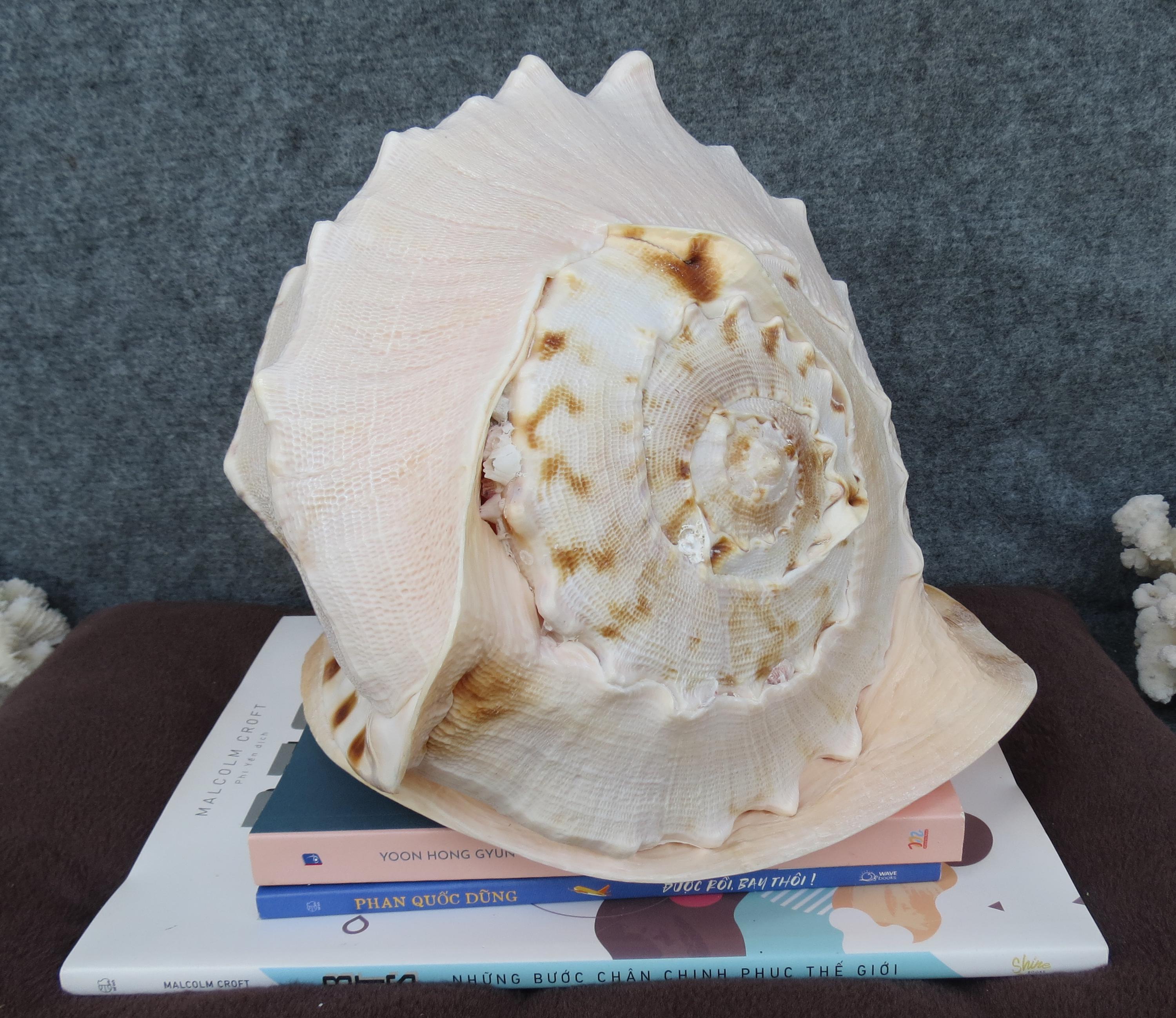 Large Queen Helmet Sea Shell is Very Beautiful 11.8", Beautiful Color ...
