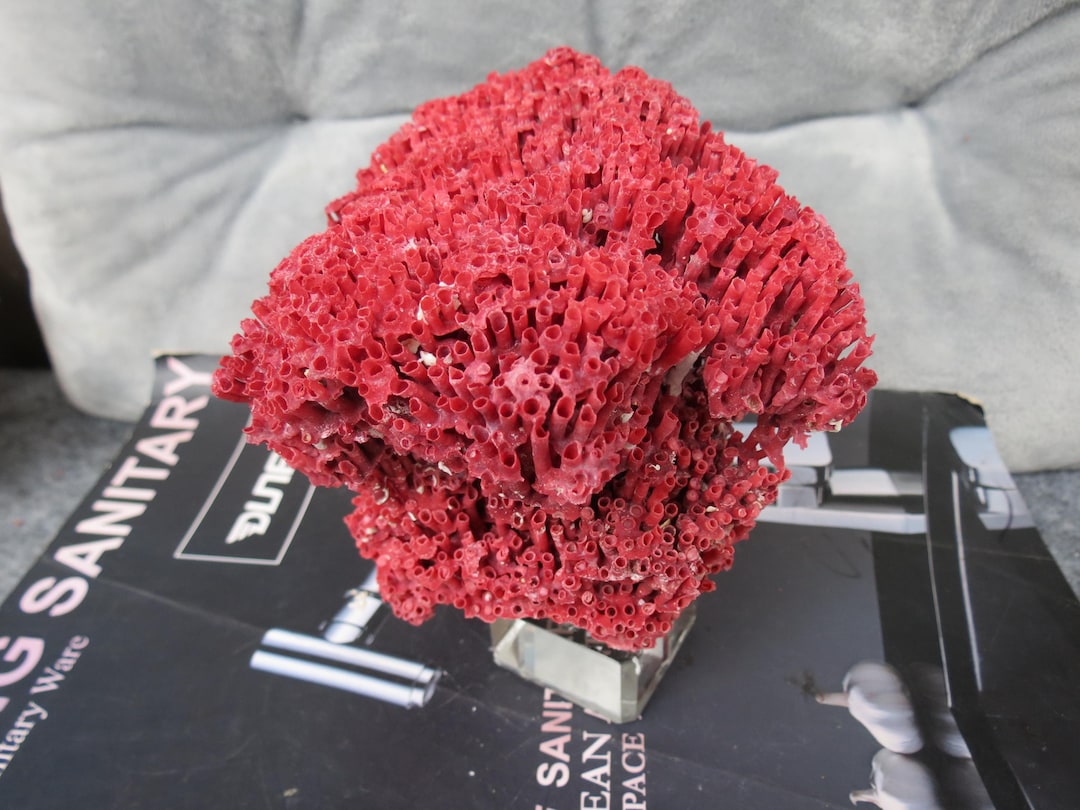 Red Coral | Natural Red Coral | Real Red Coral | Red Coral Decor ...