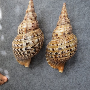 Natural Trumpet Triton Ammonite Decoration Big Seashell Decocsea Shell ...