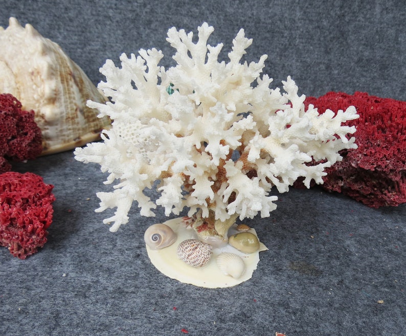 Natural White Coral, Beautiful Natural Coral, Marine Coral, Aquarium ...