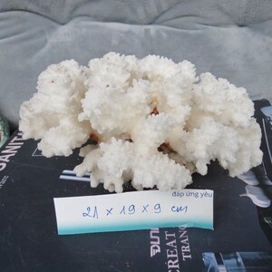 Real White Coral 21cm, Natural Coral Tree, Aquarium Decoration, Coral ...