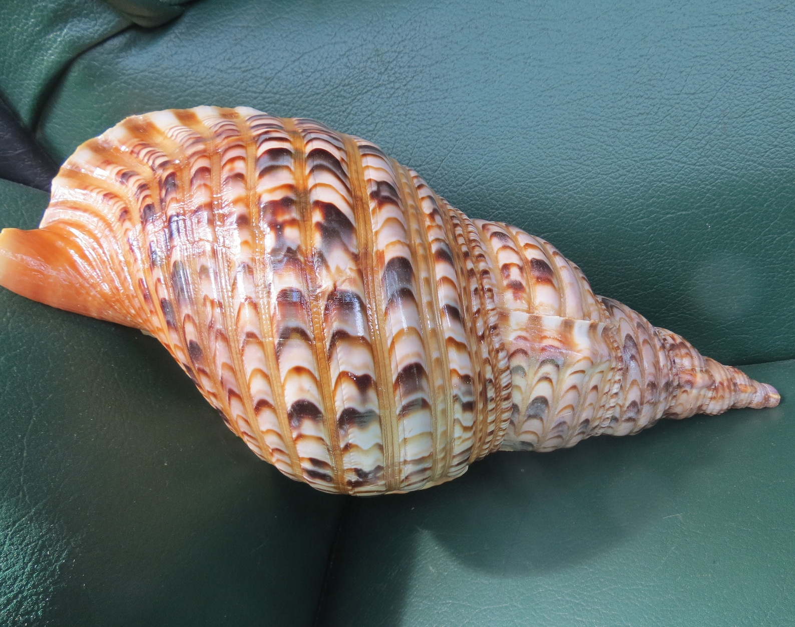 1 Pair of Trumpet Shells ,trumpet Shell, Large Snail Shell, Decorative ...