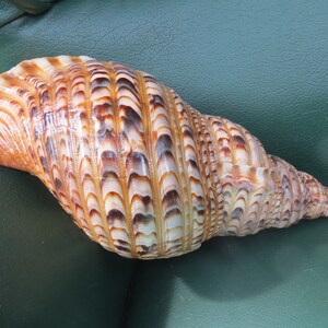 1 Pair of Trumpet Shells ,trumpet Shell, Large Snail Shell, Decorative ...