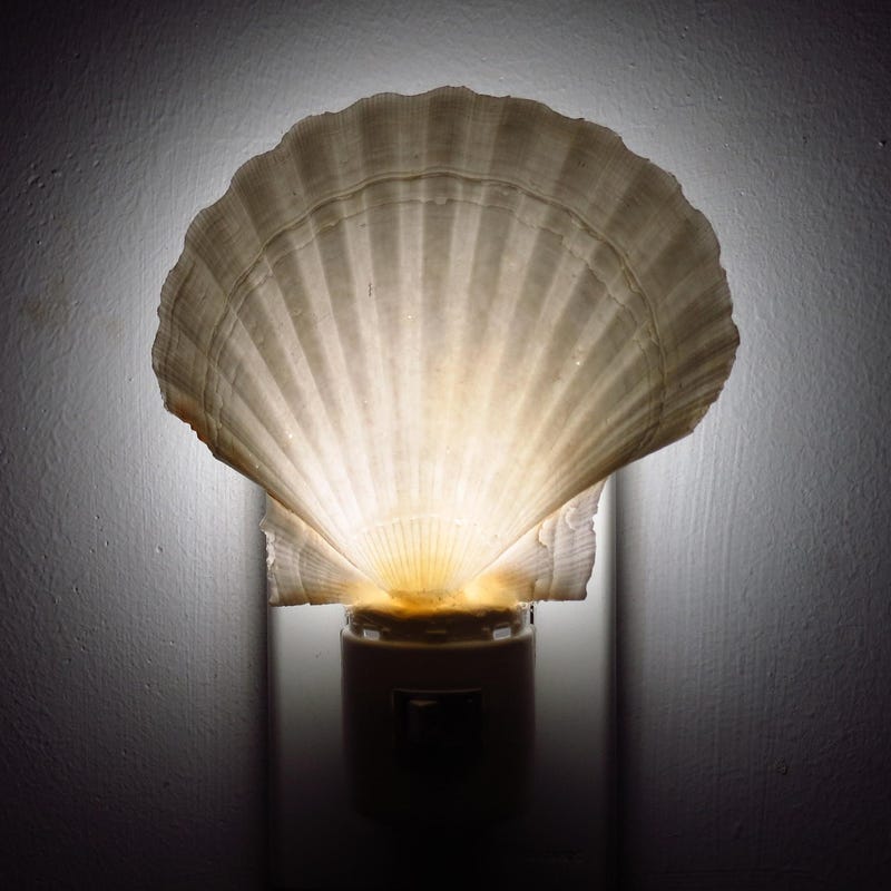 Seashell Night Light - Etsy