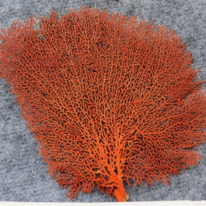 8"-14" Sea Fan Coral Tree,2 of Natural Sea Fan, Beach Decor Natural Red ...